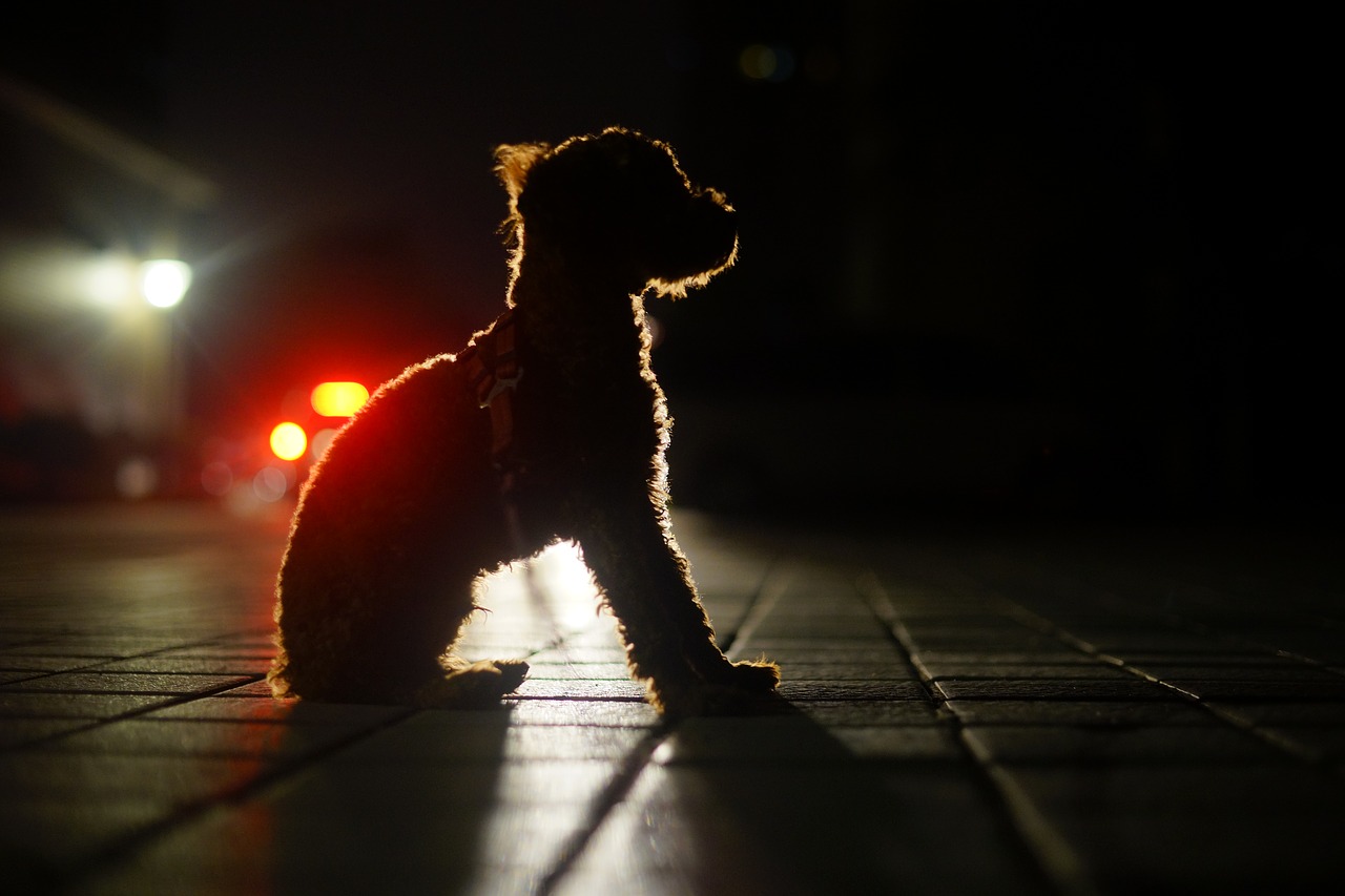 Keep your dog safe: tips for lights and reflectors | Pawshake Blog
